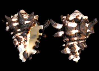 骨螺总科 Muricacea 蓝色动物学（中国动物学科普）